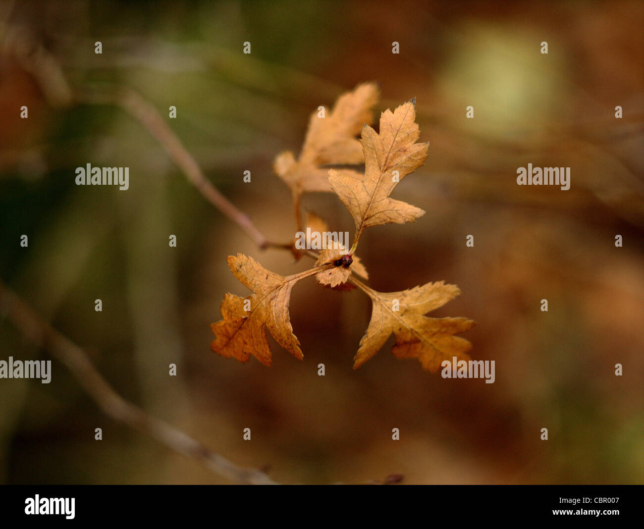 Oak tree seasons four seasons hi-res stock photography and images - Alamy