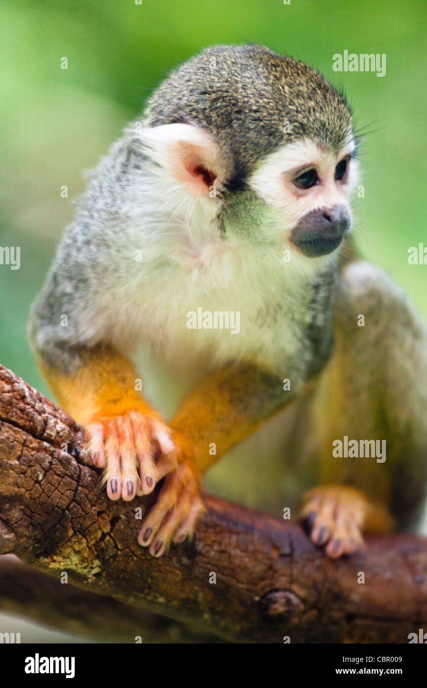 Monkey profile hi-res stock photography and images - Alamy