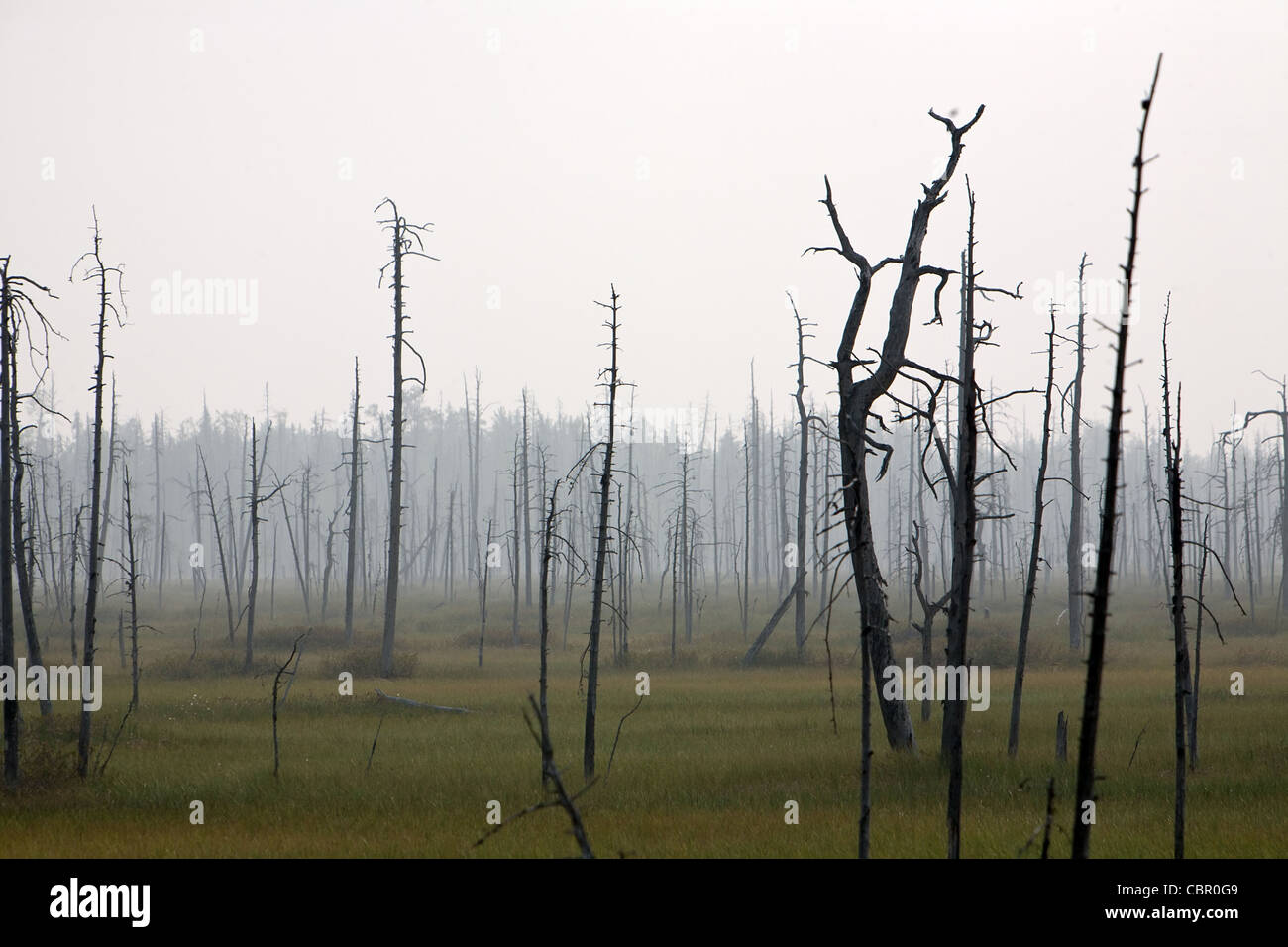 sad landscape with dead dry trees on a marsh in the mist Stock Photo ...