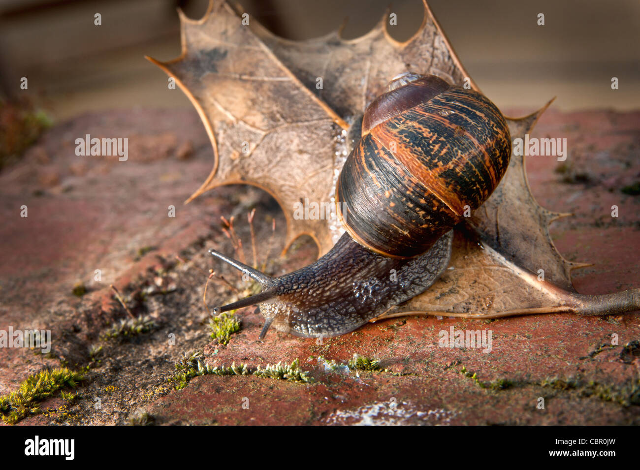 Portrait of a snail leaving a fallen Holy leaf on a low brick garden ...