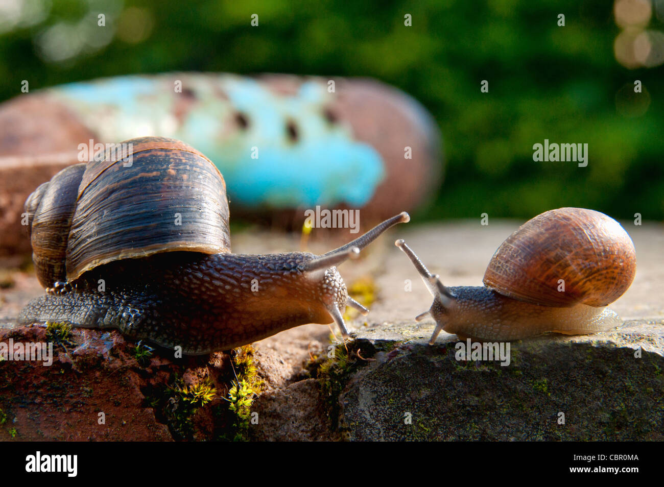 Two snails meeting on a garden wall. Moving head on at full speed one ...