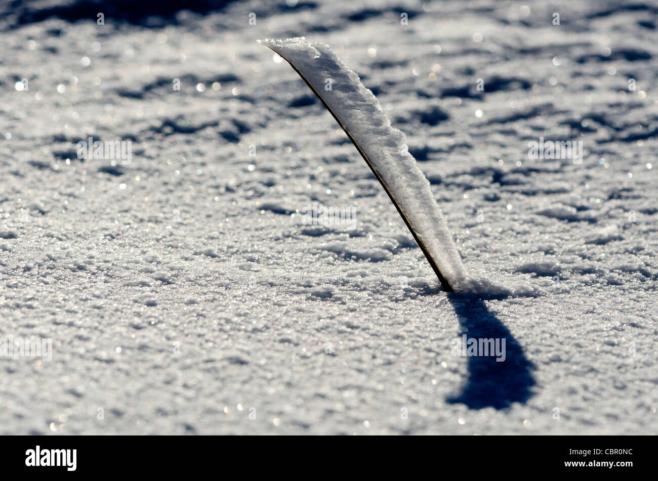 Close up of a sunlit blade of grass that has been blasted in a blizzard ...