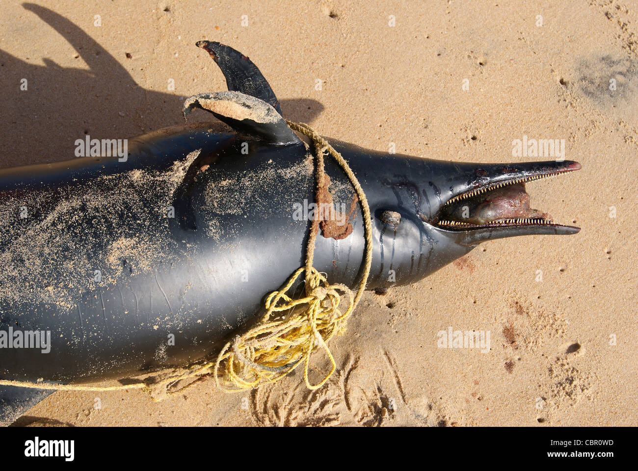 Dead dolphin hi-res stock photography and images - Alamy