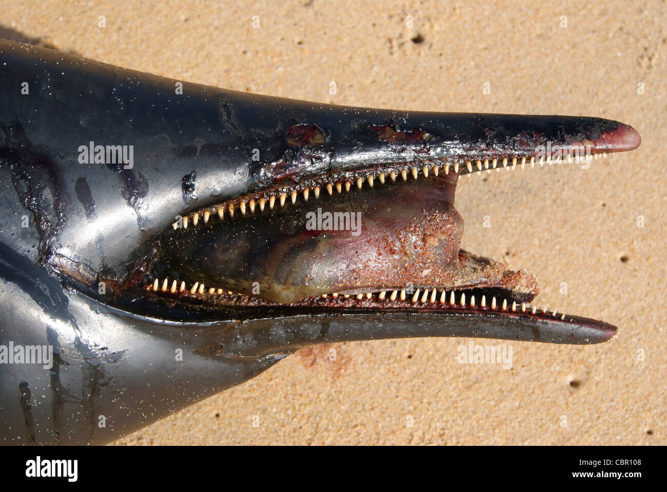Death dolphin hi-res stock photography and images - Alamy