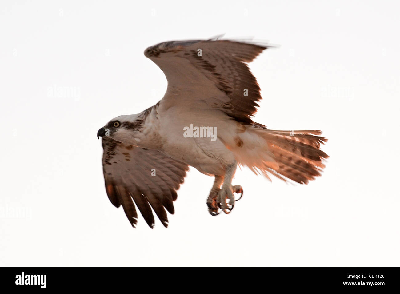 closeup of big fish hawk flying on blue sky background Stock Photo - Alamy