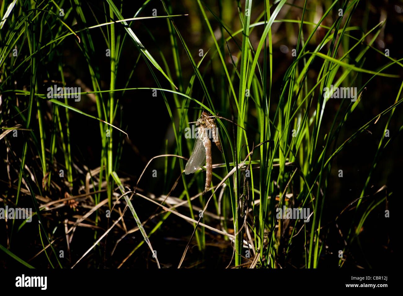 Larva of Dragonfly Stock Photo - Alamy