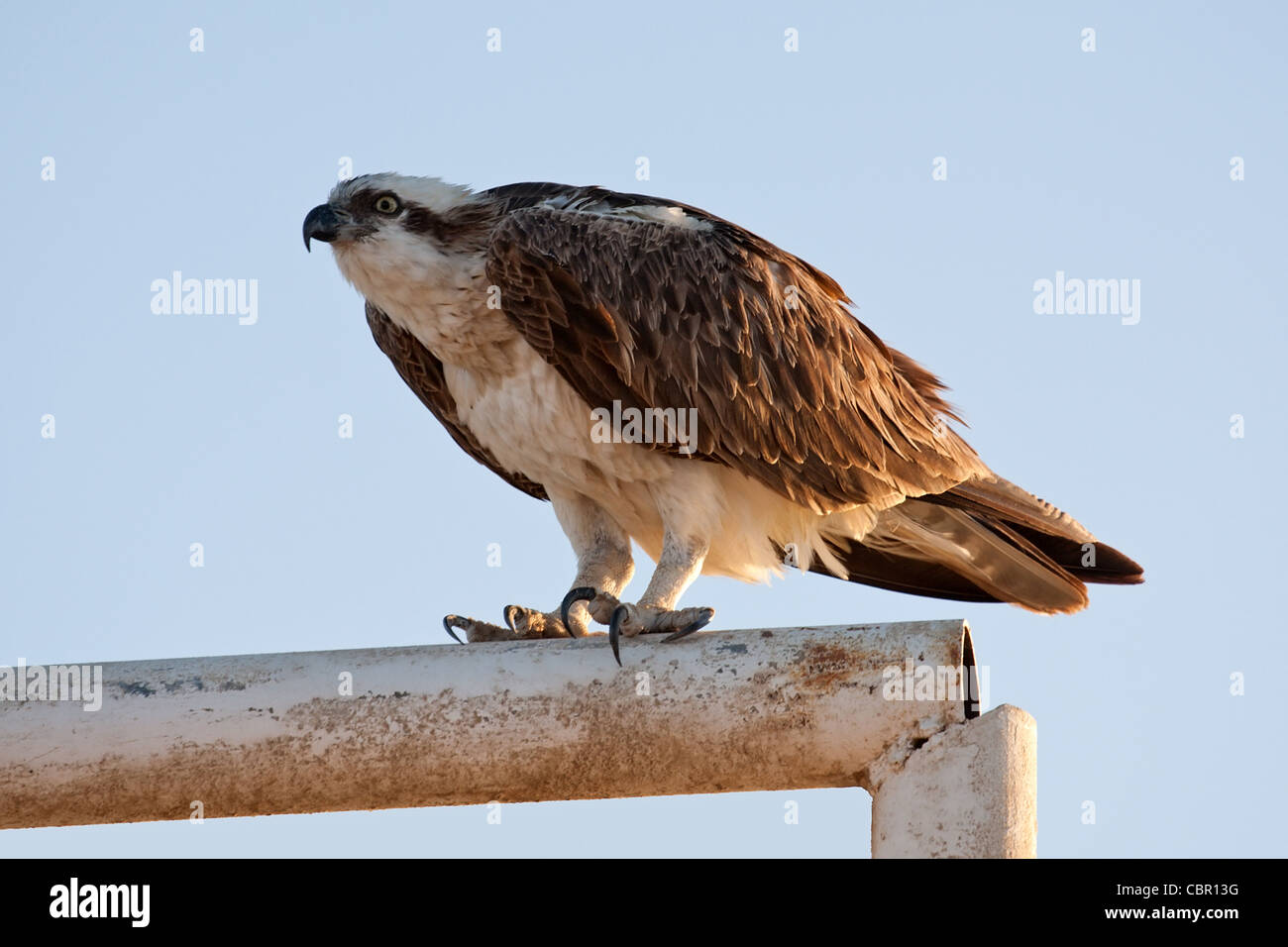 closeup of big fish hawk sitting on blue sky background Stock Photo - Alamy