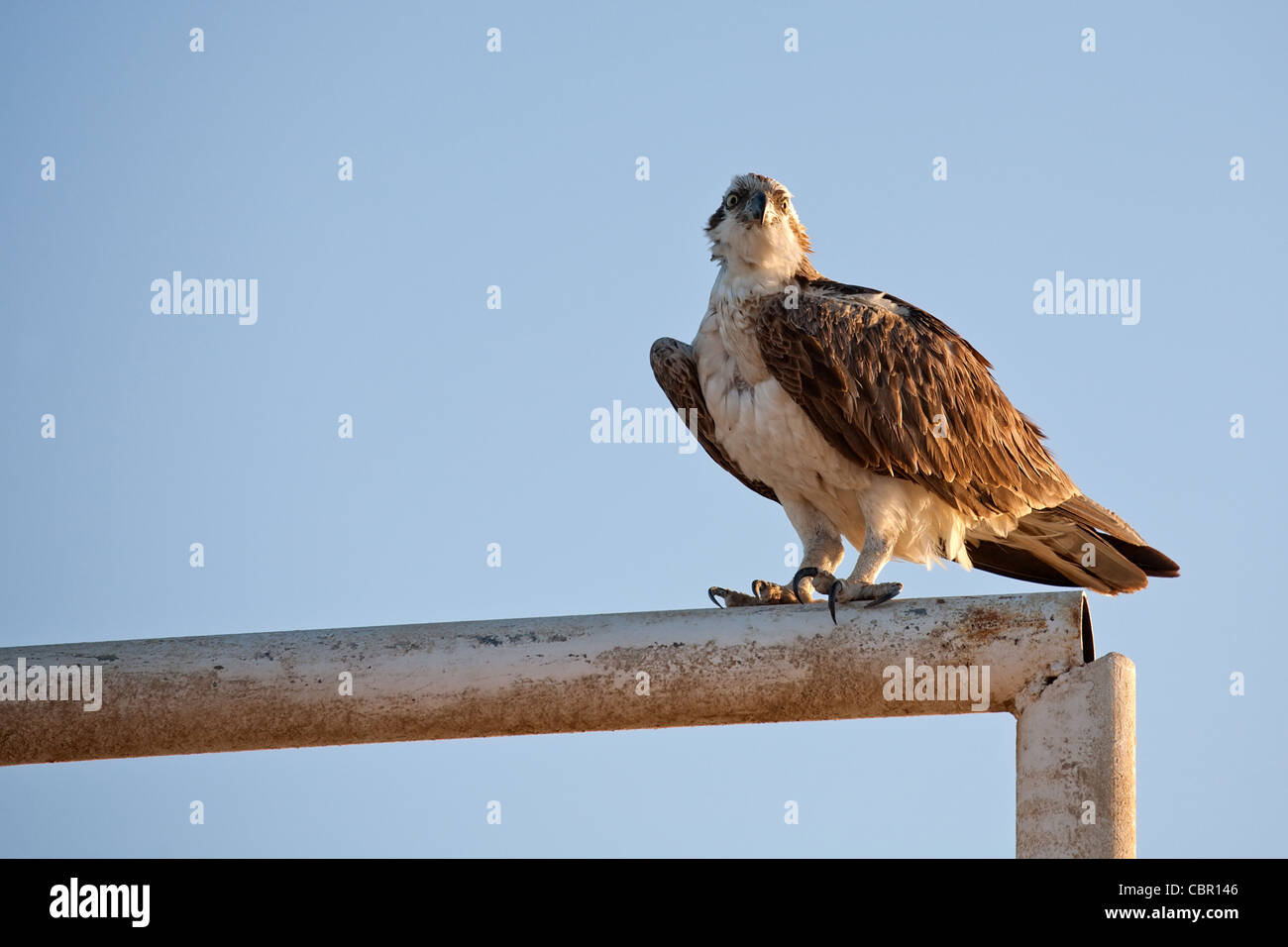 Fish hawk hi-res stock photography and images - Alamy