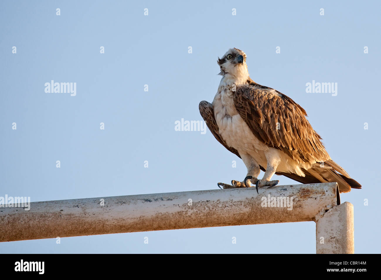 closeup of big fish hawk sitting on blue sky background Stock Photo - Alamy