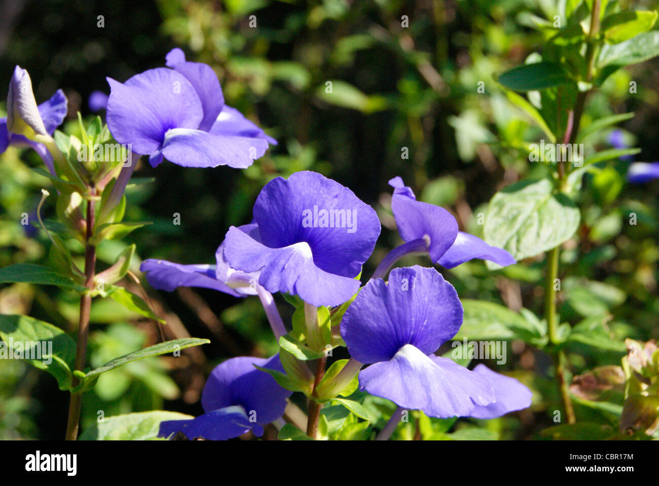 Blue color flowers in blured green garden background Stock Photo - Alamy