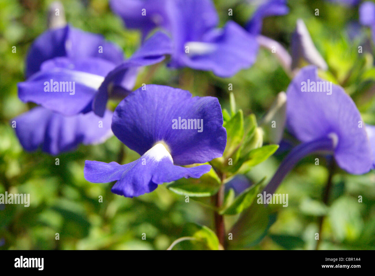 Blueish flower hi-res stock photography and images - Alamy