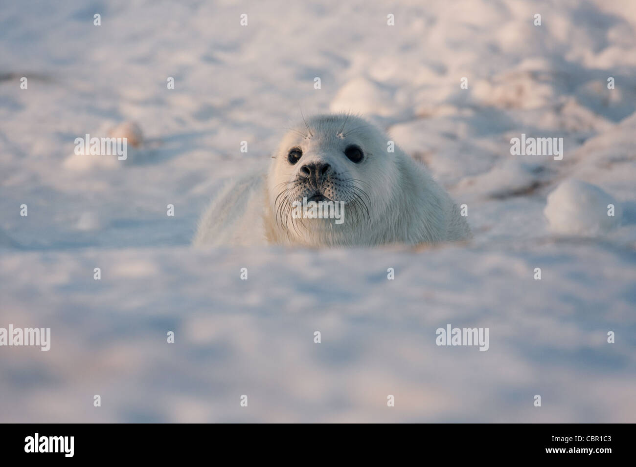 Seal smile hi-res stock photography and images - Alamy