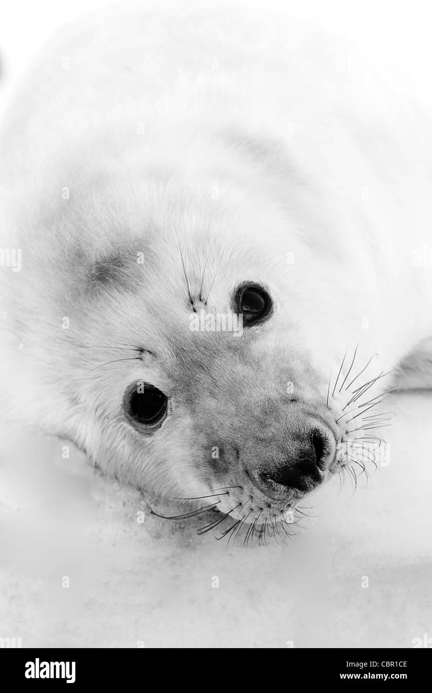 Seal look Black and White Stock Photos & Images - Alamy