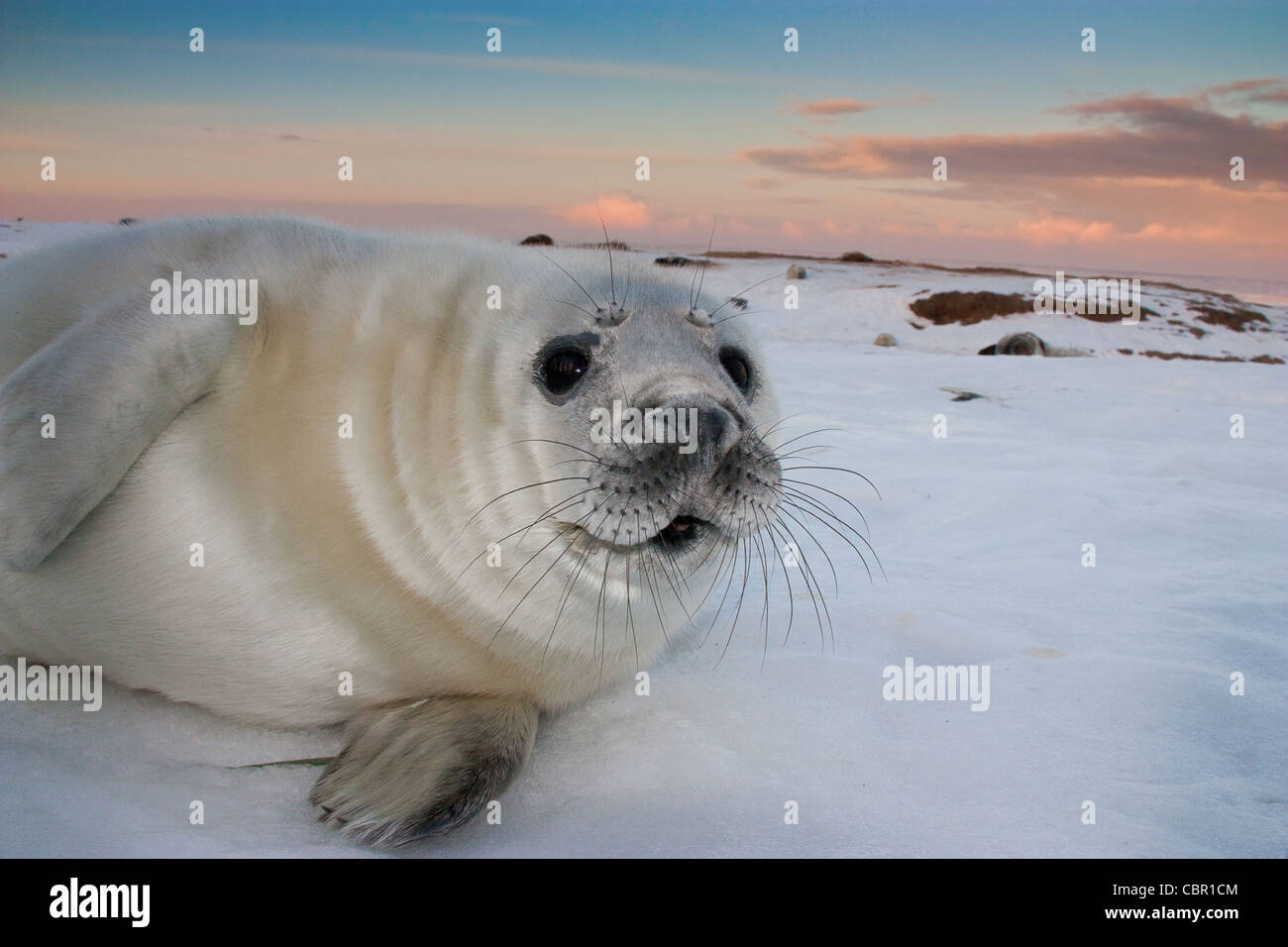 Grey Seal Pup in snow Stock Photo - Alamy