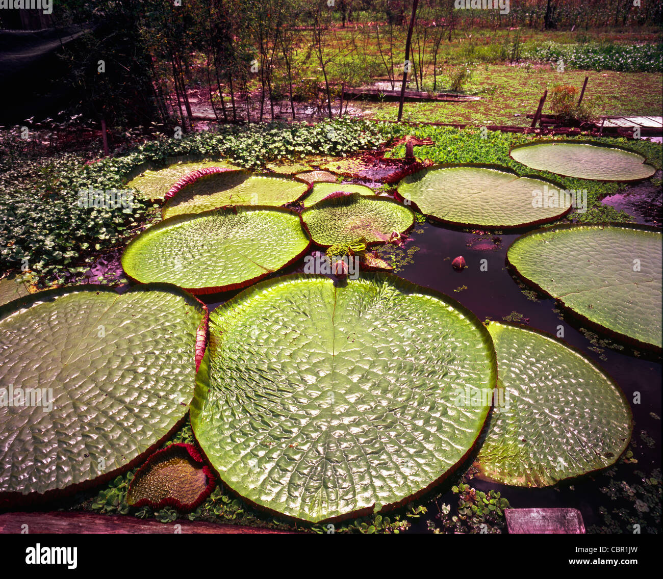Victoria Amazonica located in the Peruvian Amazon Jungle Stock Photo ...