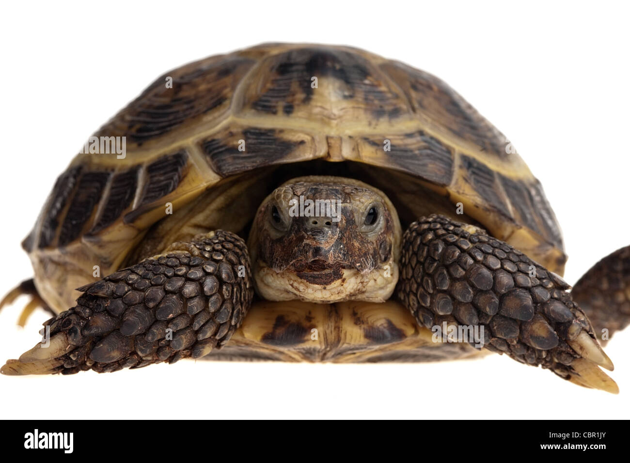 closeup of full size tortoise isolated on white Stock Photo - Alamy