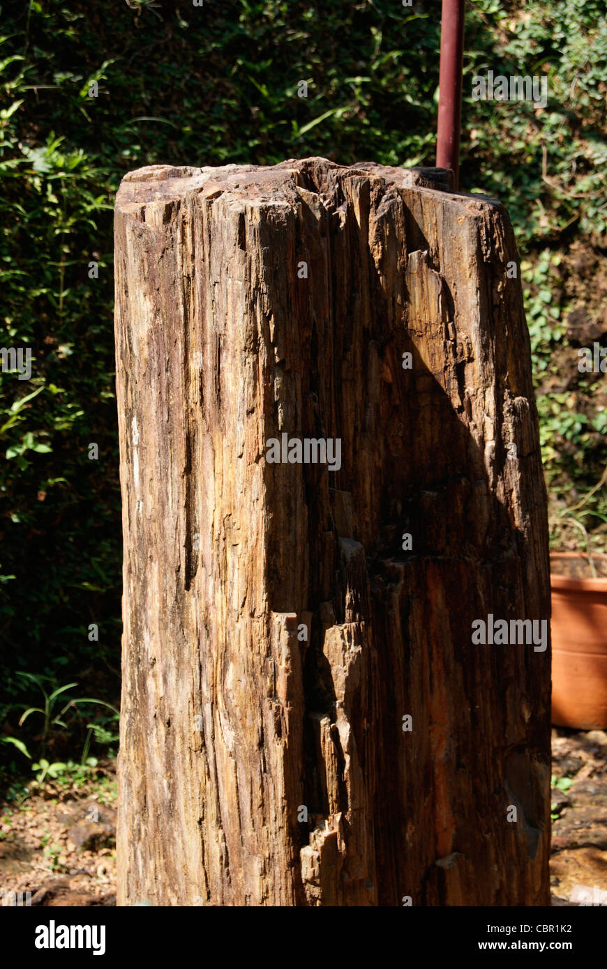 Fossil trees kerala hi-res stock photography and images - Alamy