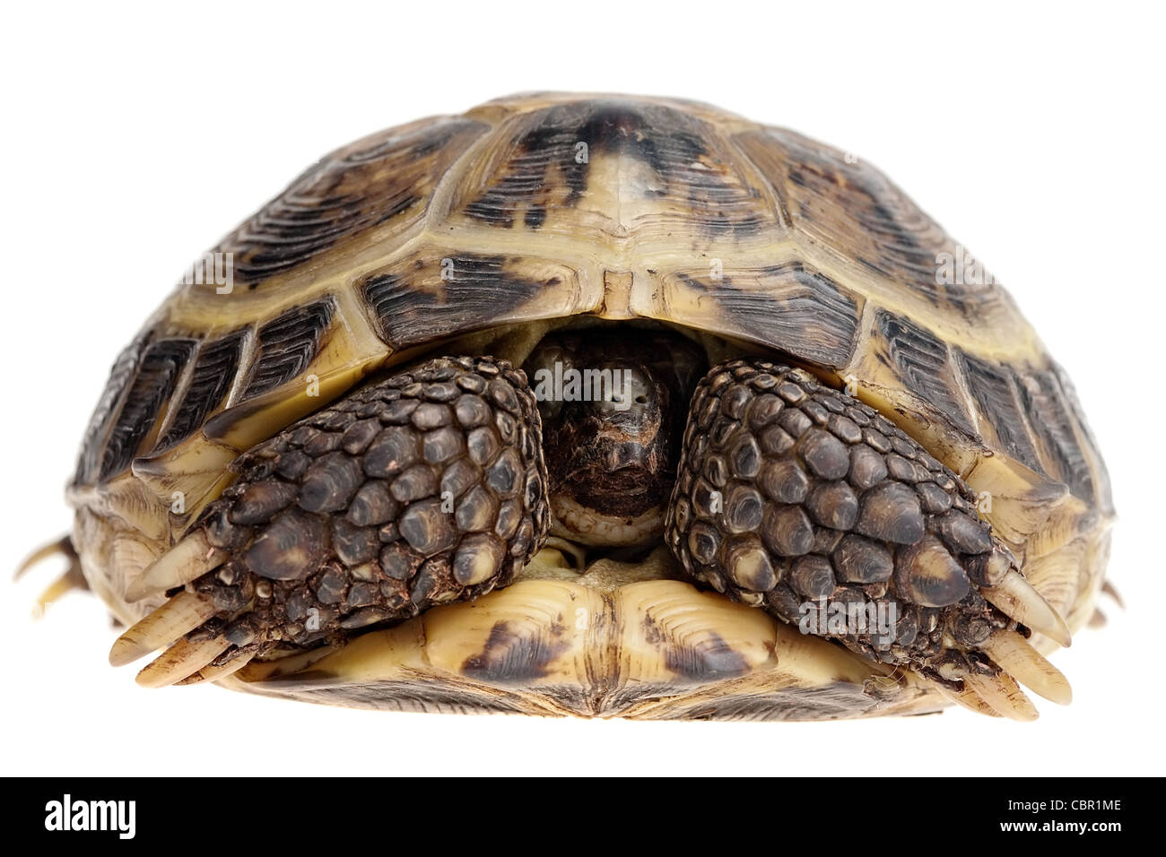 Hiding tortoise Cut Out Stock Images & Pictures - Alamy