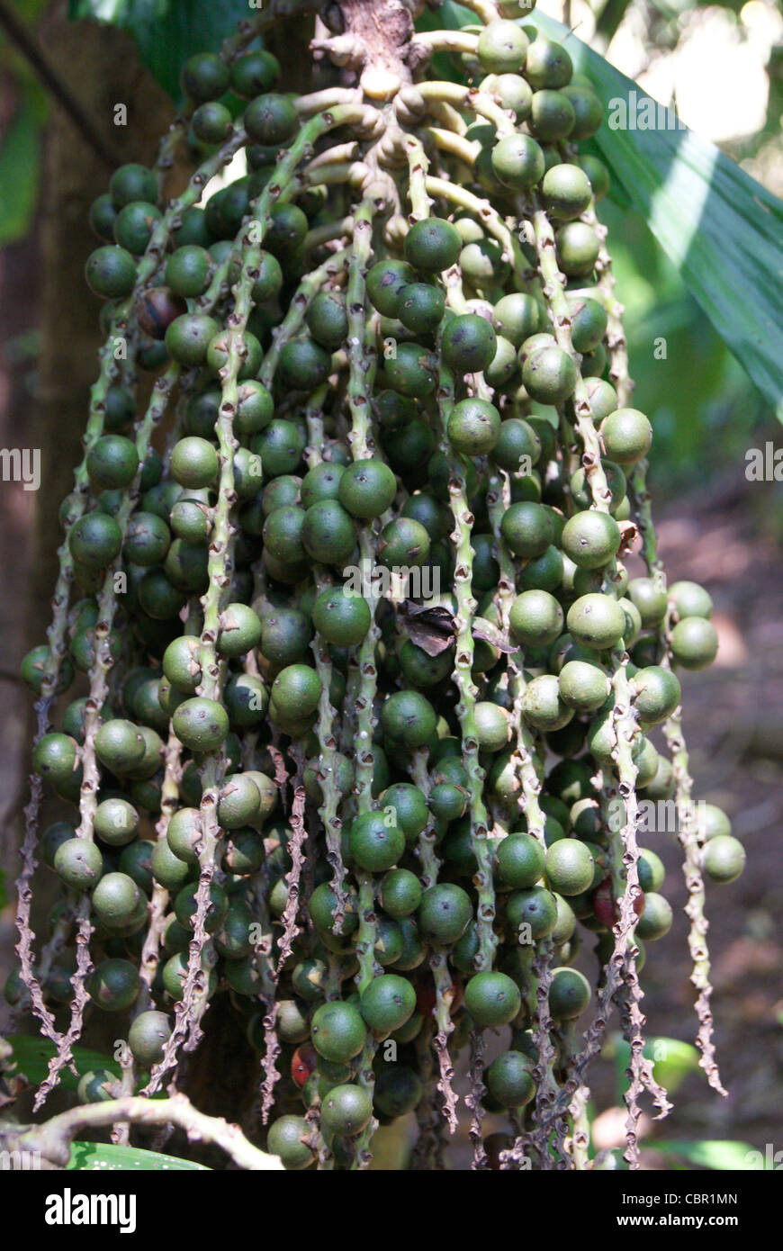 Fishtail Palm Fruit