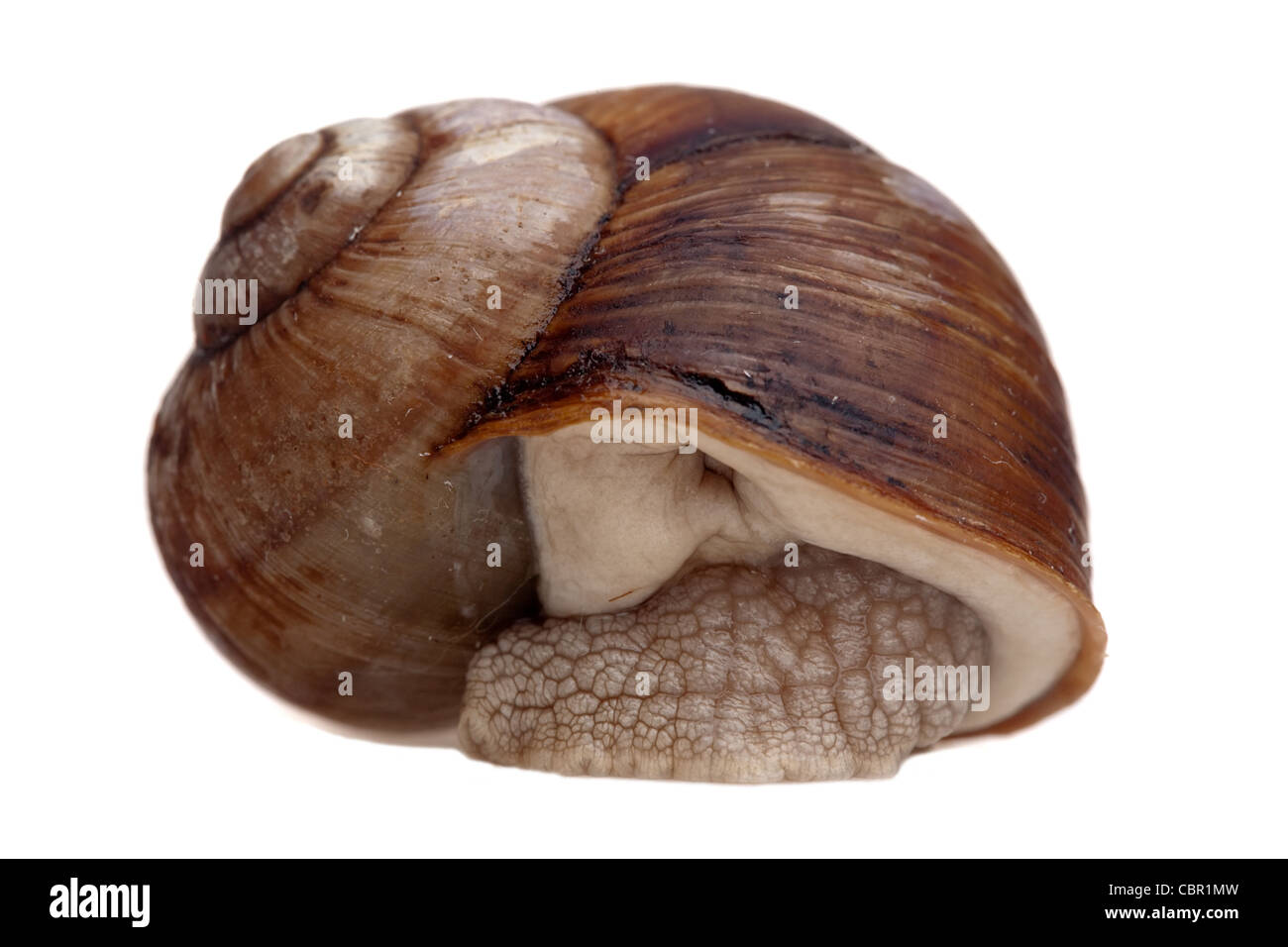 Cochlea hi-res stock photography and images - Alamy