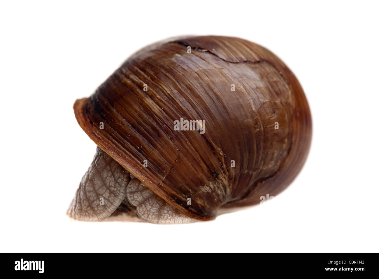 Cochlea cochlea hi-res stock photography and images - Alamy