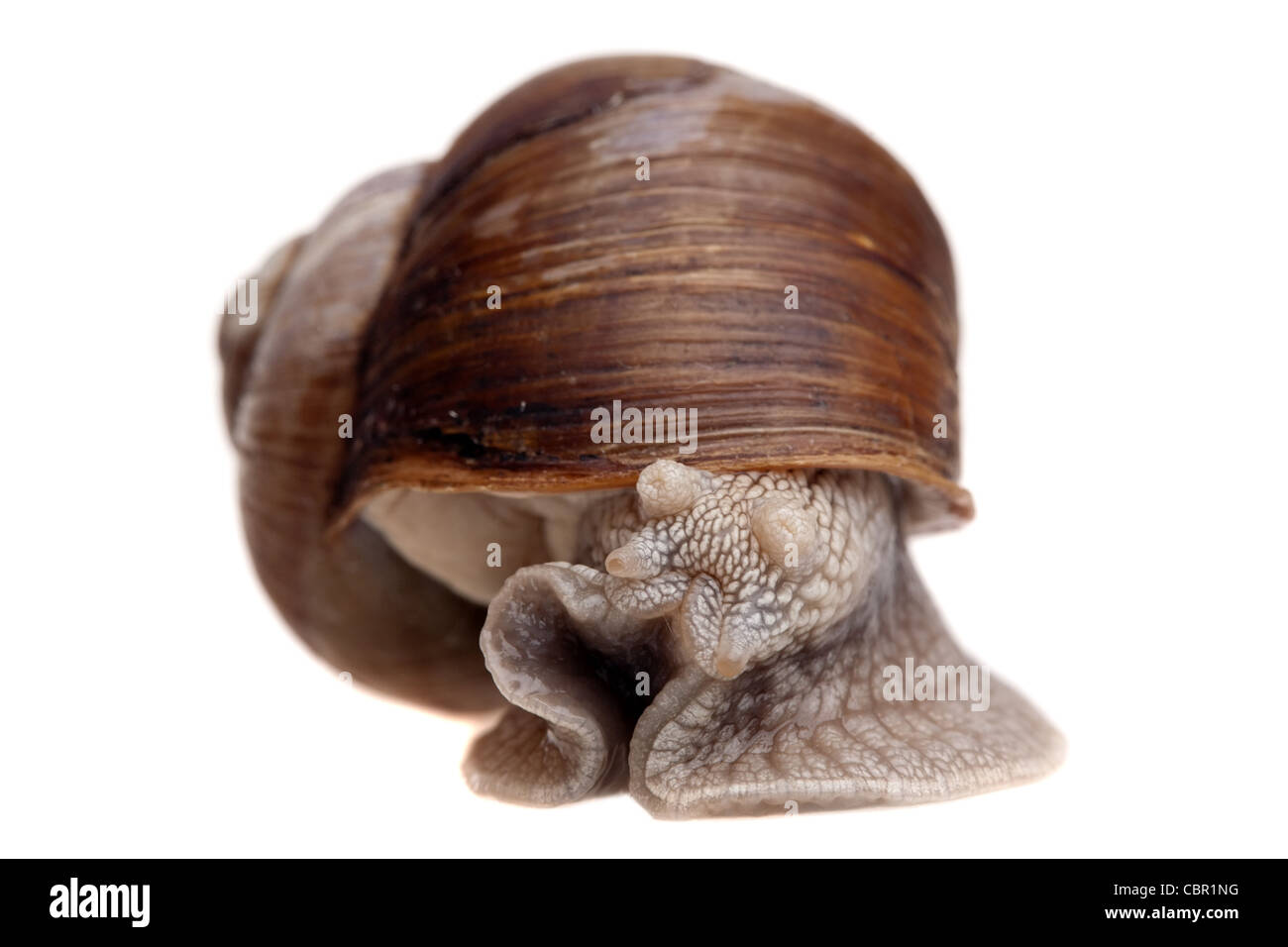 full-length big snail portrait isolated on white Stock Photo - Alamy