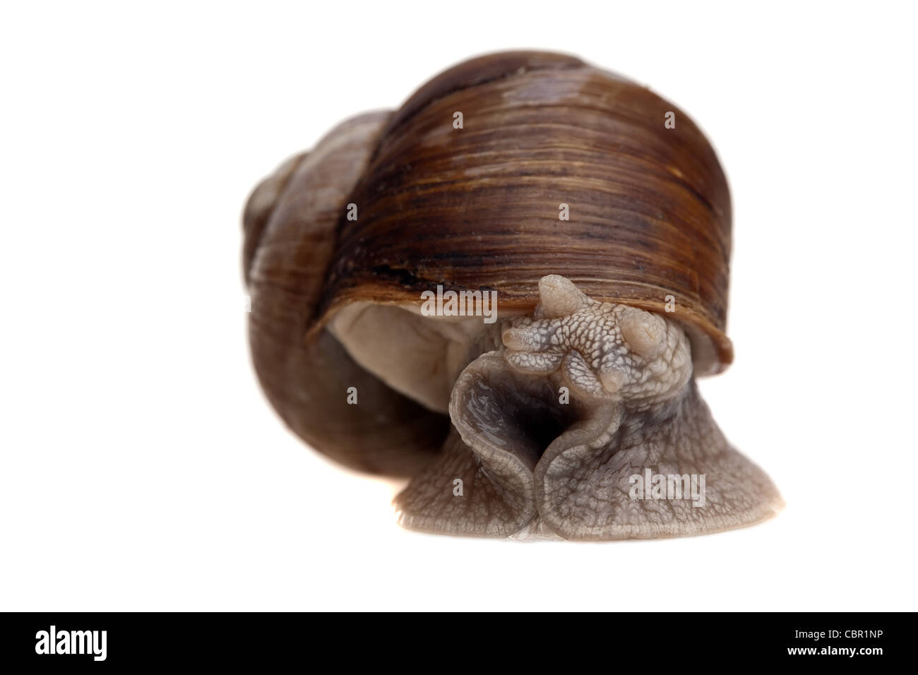 full-length closeup snail portrait isolated on white Stock Photo - Alamy