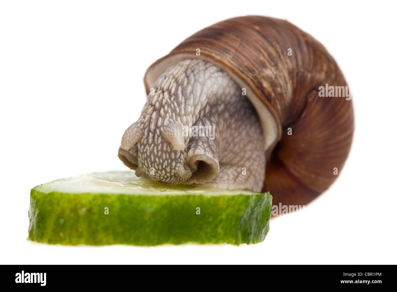closeup of big snail muzzle eating green cucumber isolated on white ...