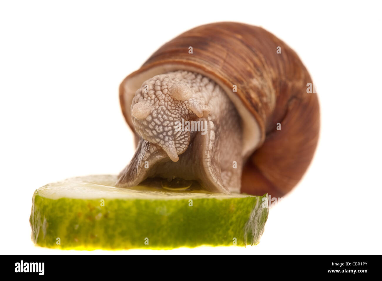 closeup of big snail snout eating green cucumber isolated on white ...