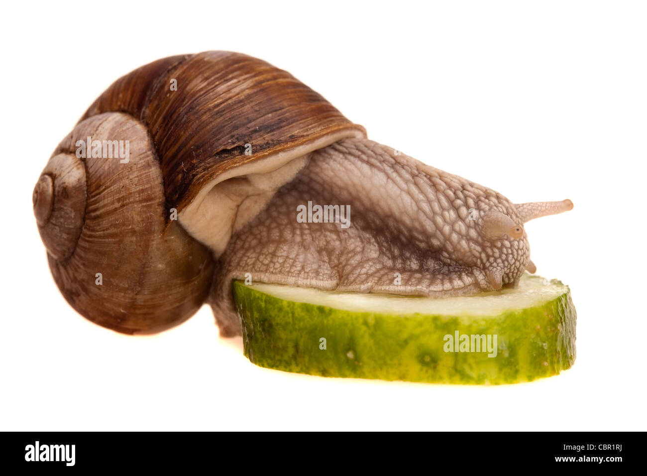 Snout in profile Cut Out Stock Images & Pictures - Alamy