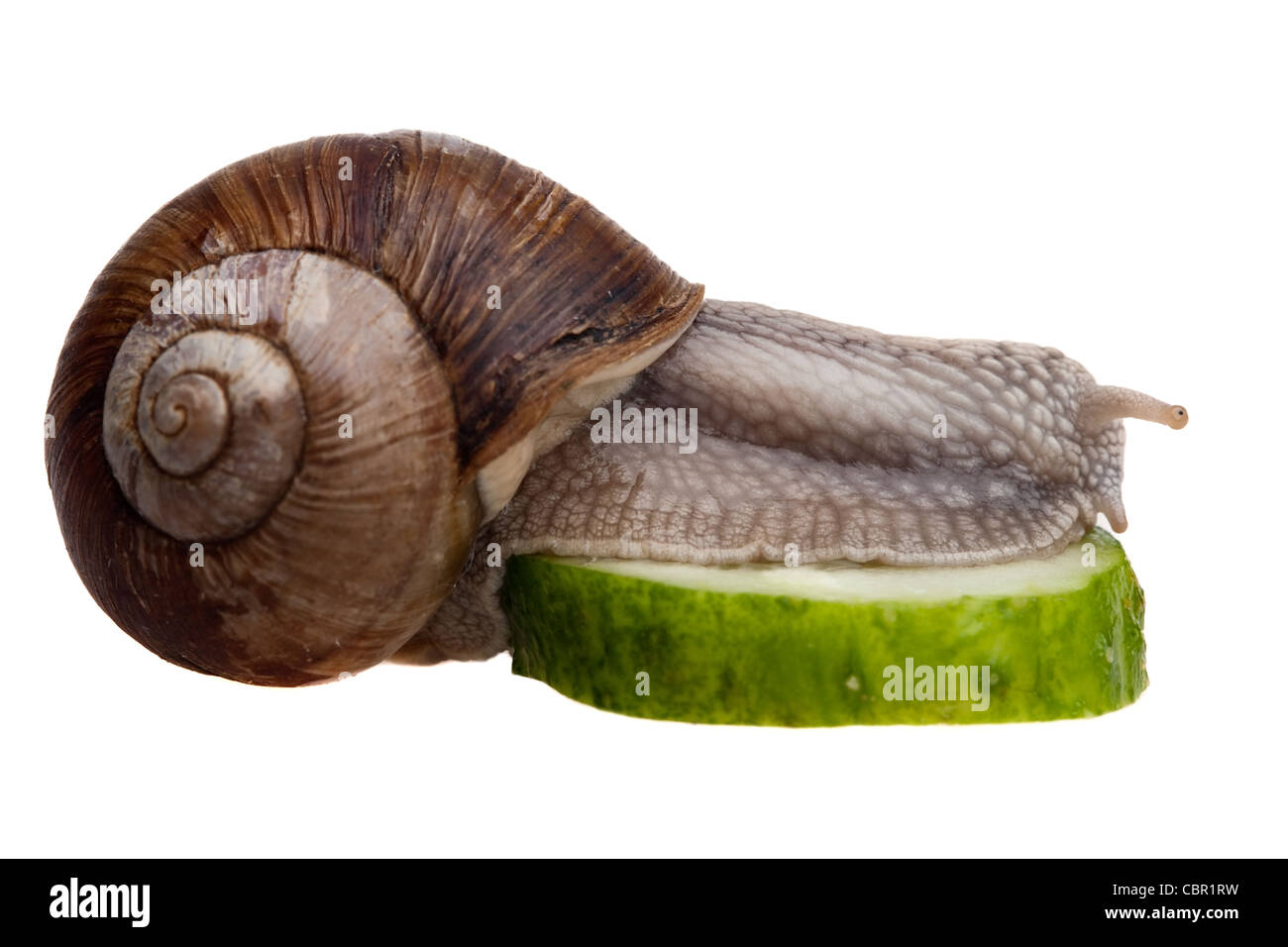 Snout in profile Cut Out Stock Images & Pictures - Alamy