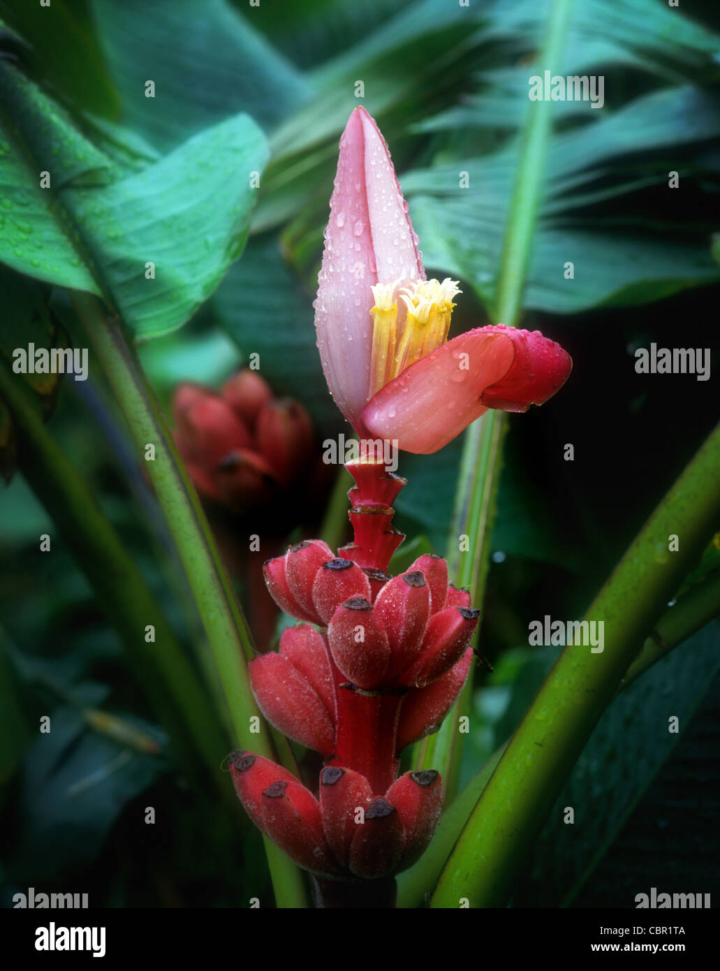 Ornamental banana, Flower, Hawaii Stock Photo - Alamy