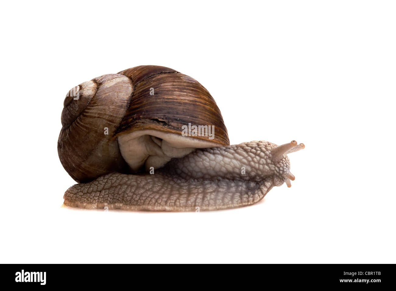 creeping snail in profile isolated on white Stock Photo - Alamy