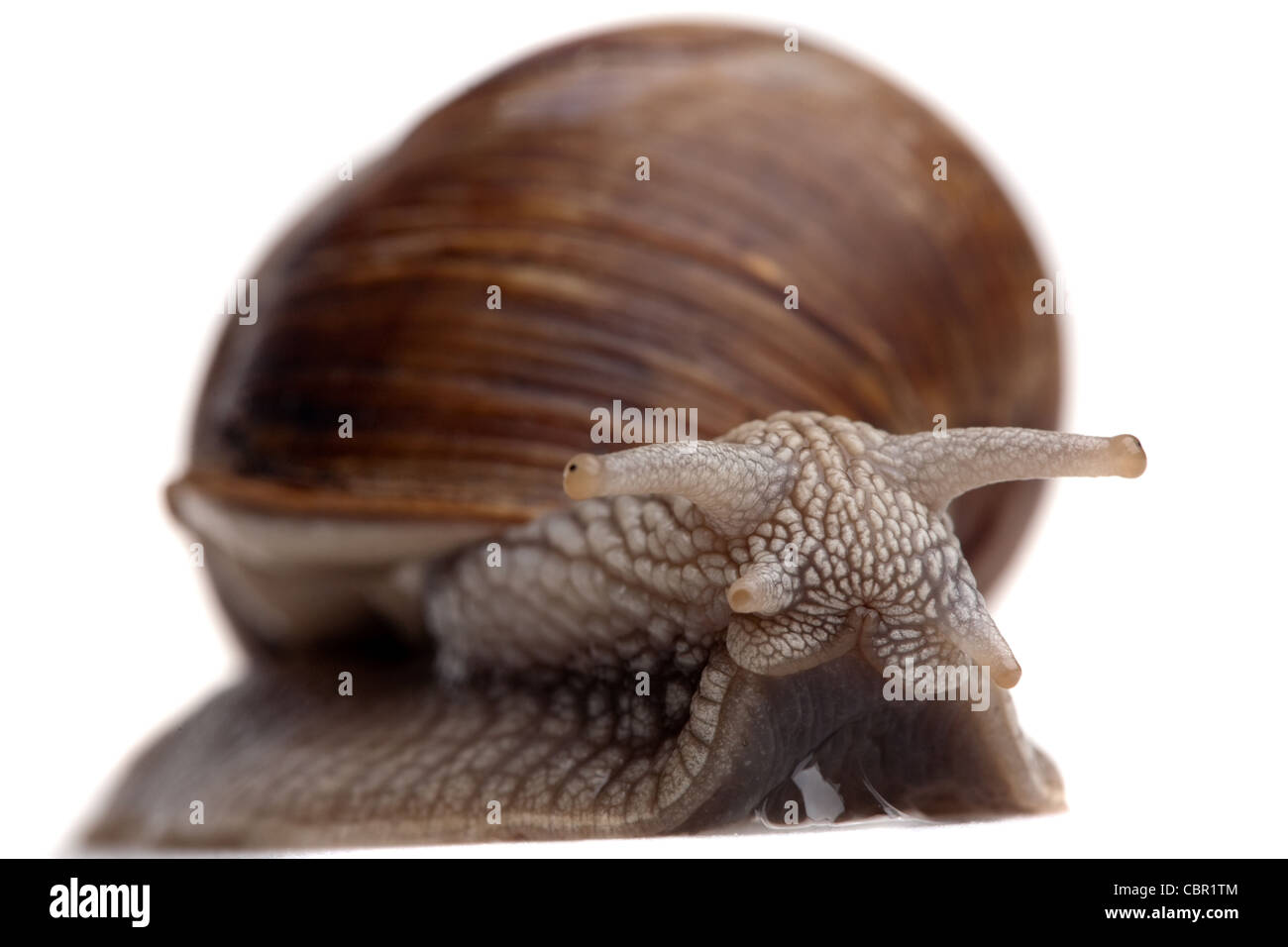 closeup portrait of big snail snout isolated on white Stock Photo - Alamy
