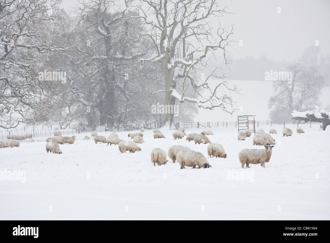 Skeletal trees in snow hi-res stock photography and images - Alamy