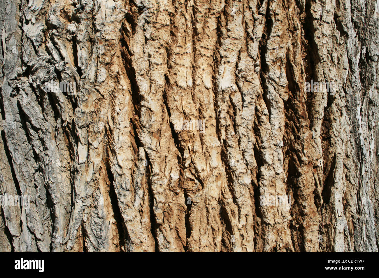 horizontal image of the bark on an old cottonwood (populus fremontii ...