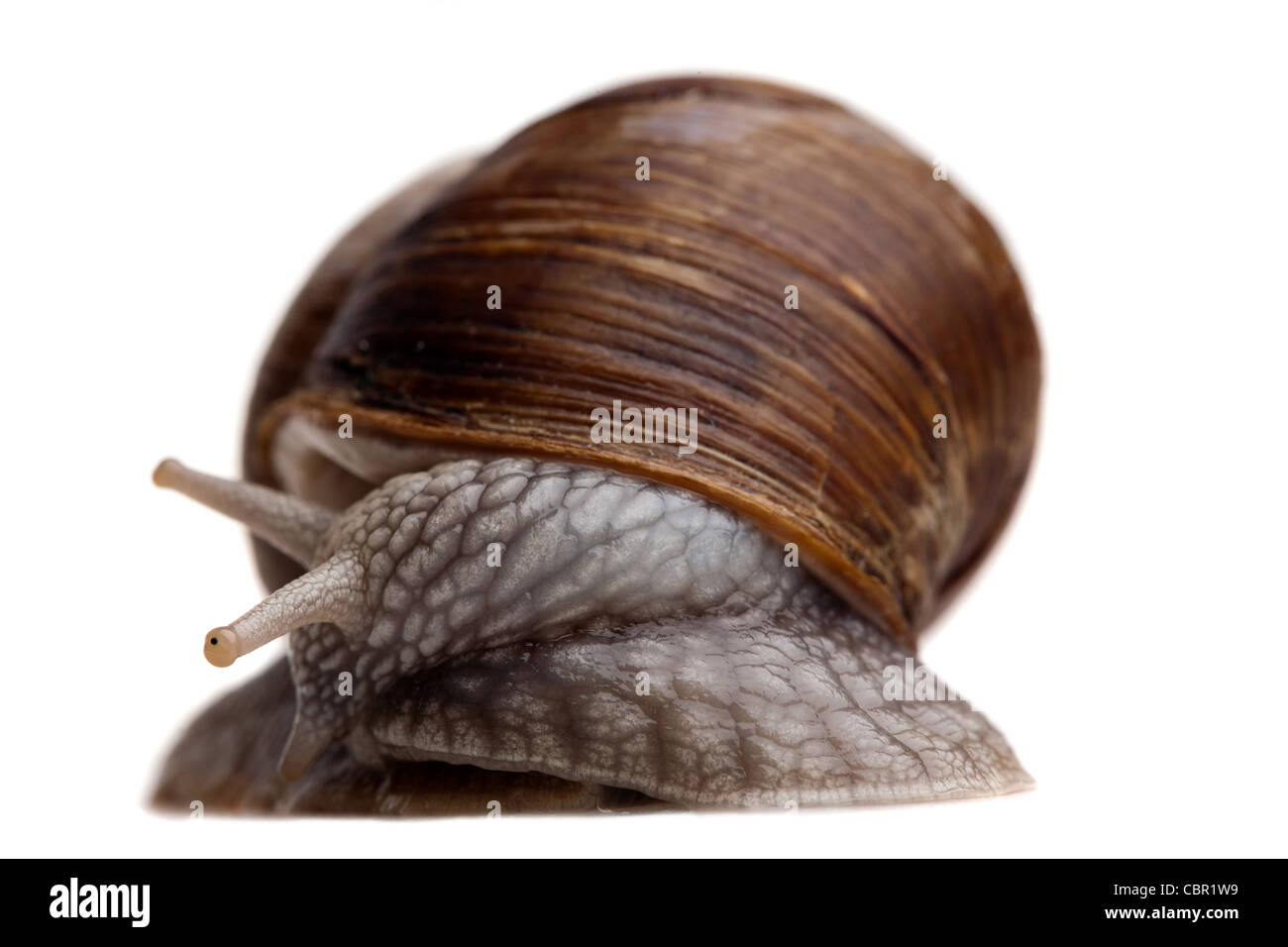closeup portrait of a big shy snail isolated on white Stock Photo - Alamy