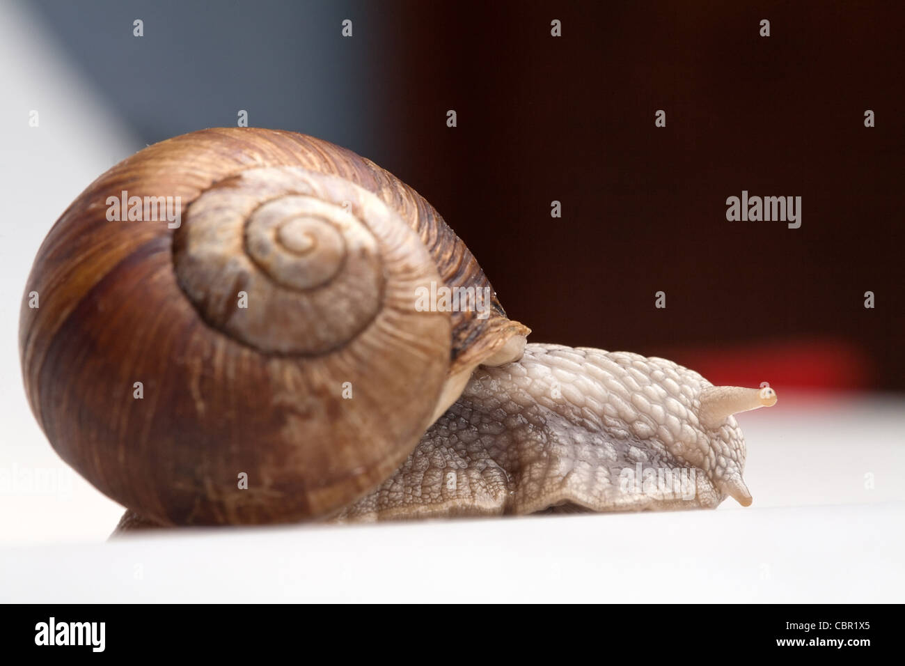 Closeup snail in profile hi-res stock photography and images - Alamy