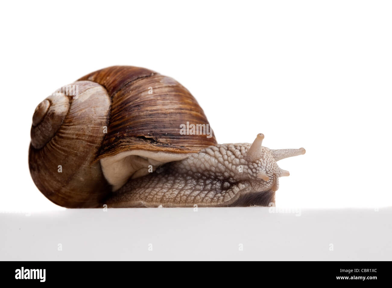 Closeup snail in profile hi-res stock photography and images - Alamy