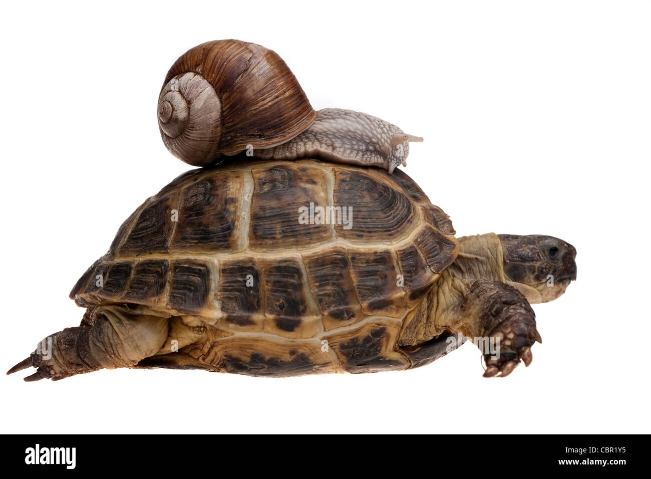 Riding on a tortoise hi-res stock photography and images - Alamy