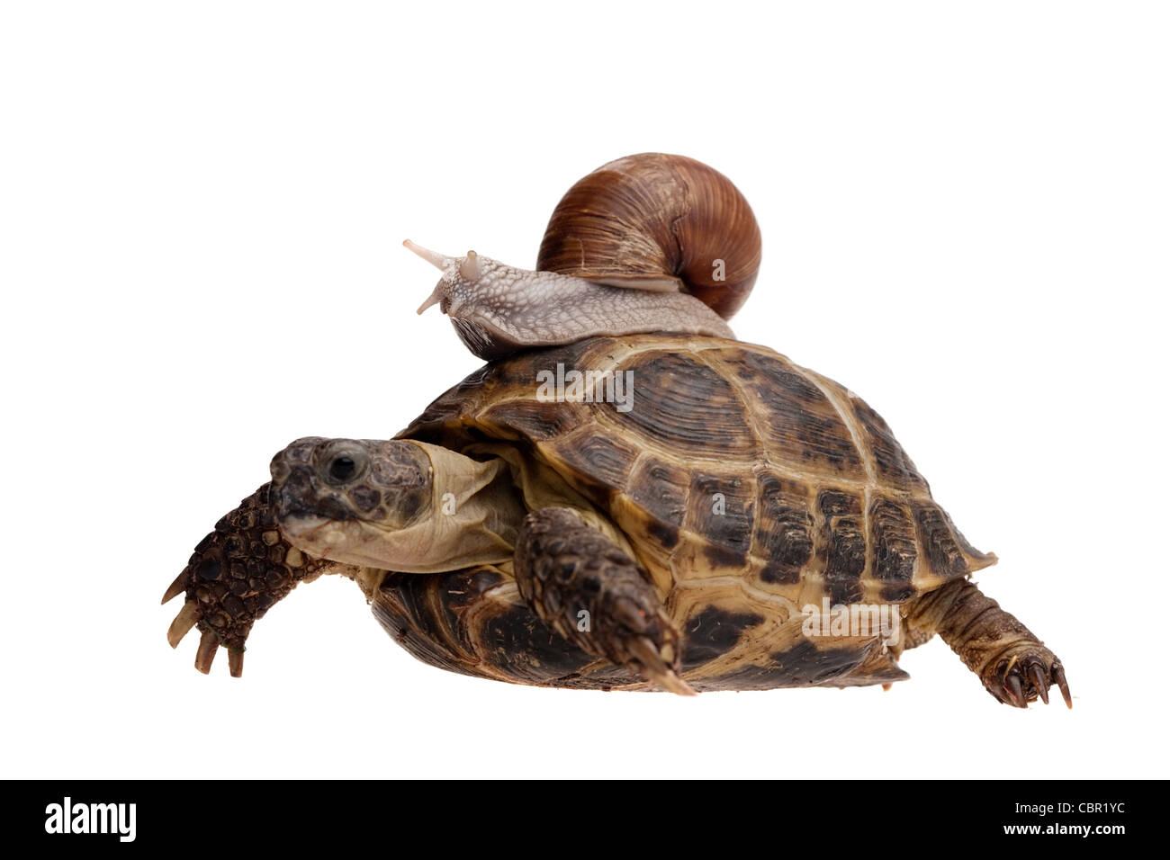 small snail riding on a big turtle isolated on white Stock Photo - Alamy