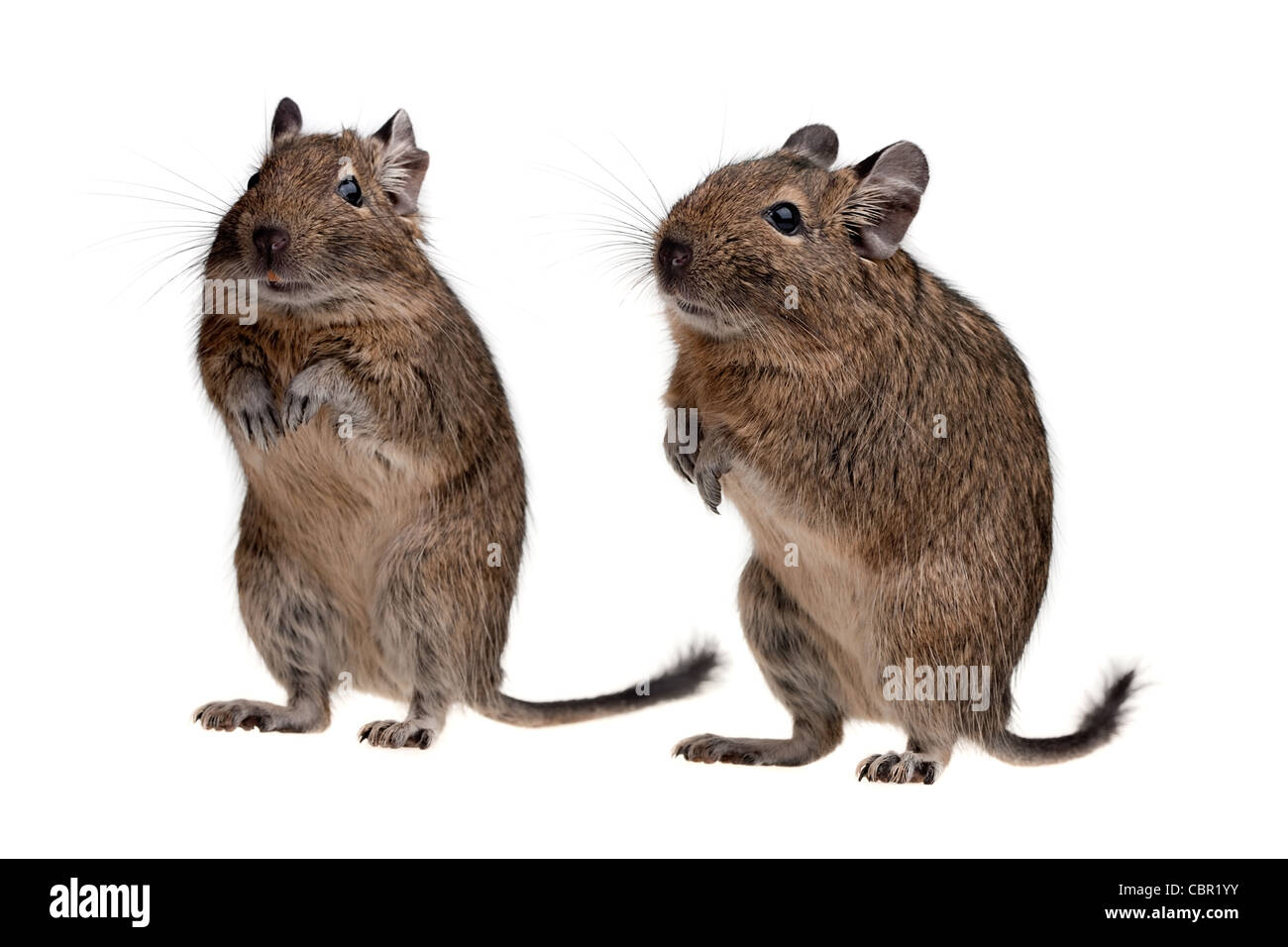 two degu rodent pets isolated on white Stock Photo - Alamy