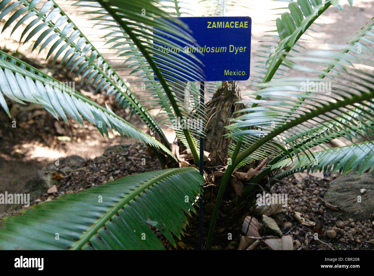 Zamiaceae : Female family of cycads (Dioon spinulosum Dyer Stock Photo ...