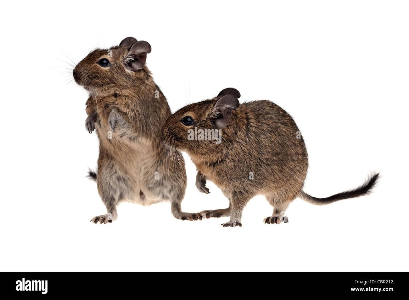 Rat tail chile hi-res stock photography and images - Alamy