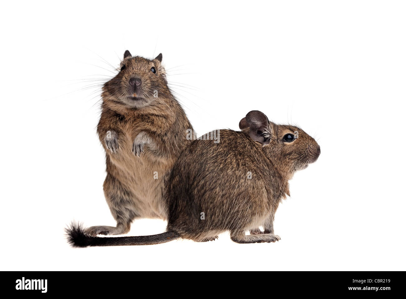 Rat tail chile hi-res stock photography and images - Alamy