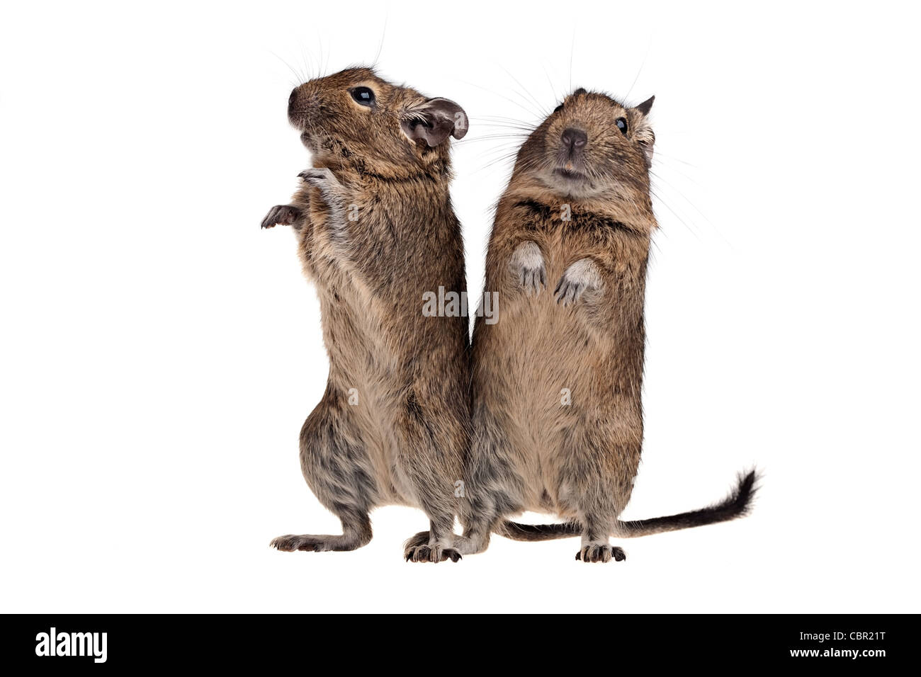 two degu rodent pets in standing pose isolated on white Stock Photo - Alamy