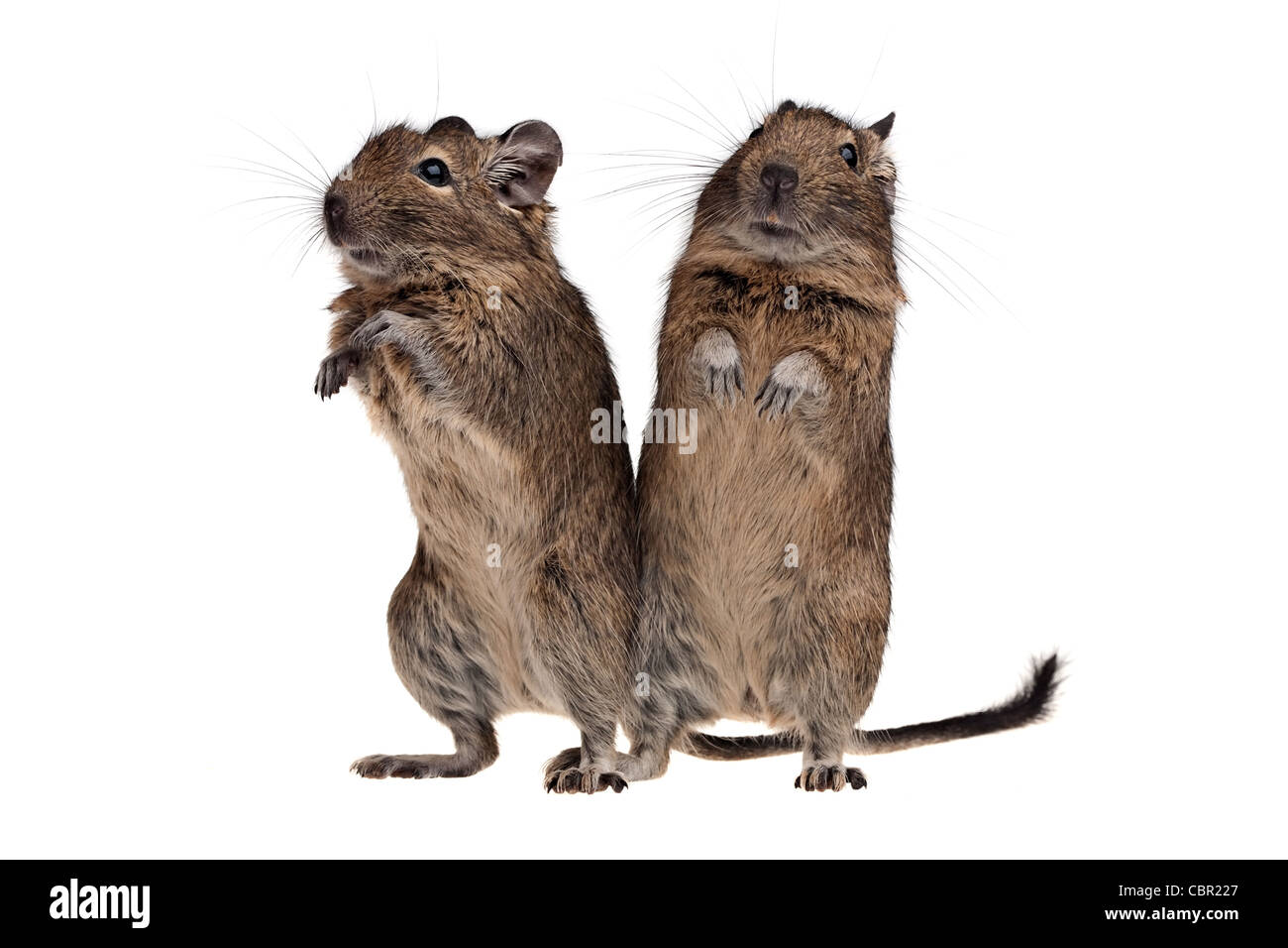 Ground rat Cut Out Stock Images & Pictures - Alamy