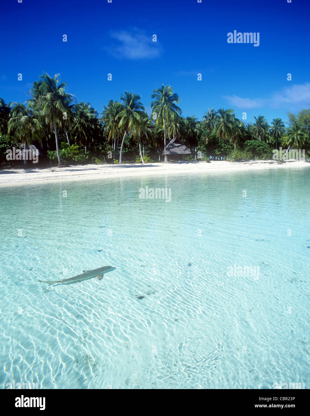 Kia ora hi-res stock photography and images - Alamy