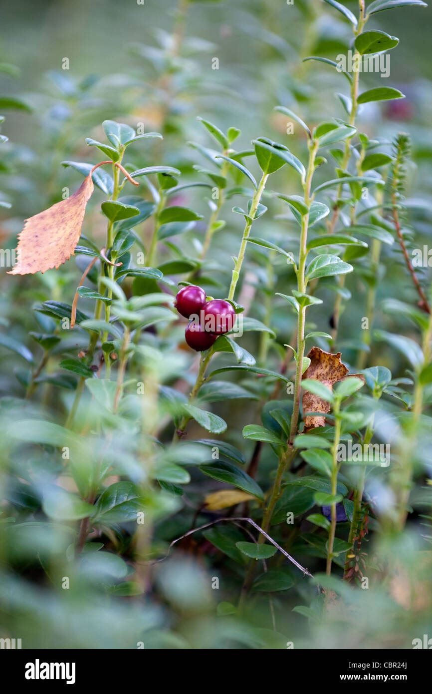 closeup of green leaves with bright red foxberries Stock Photo - Alamy