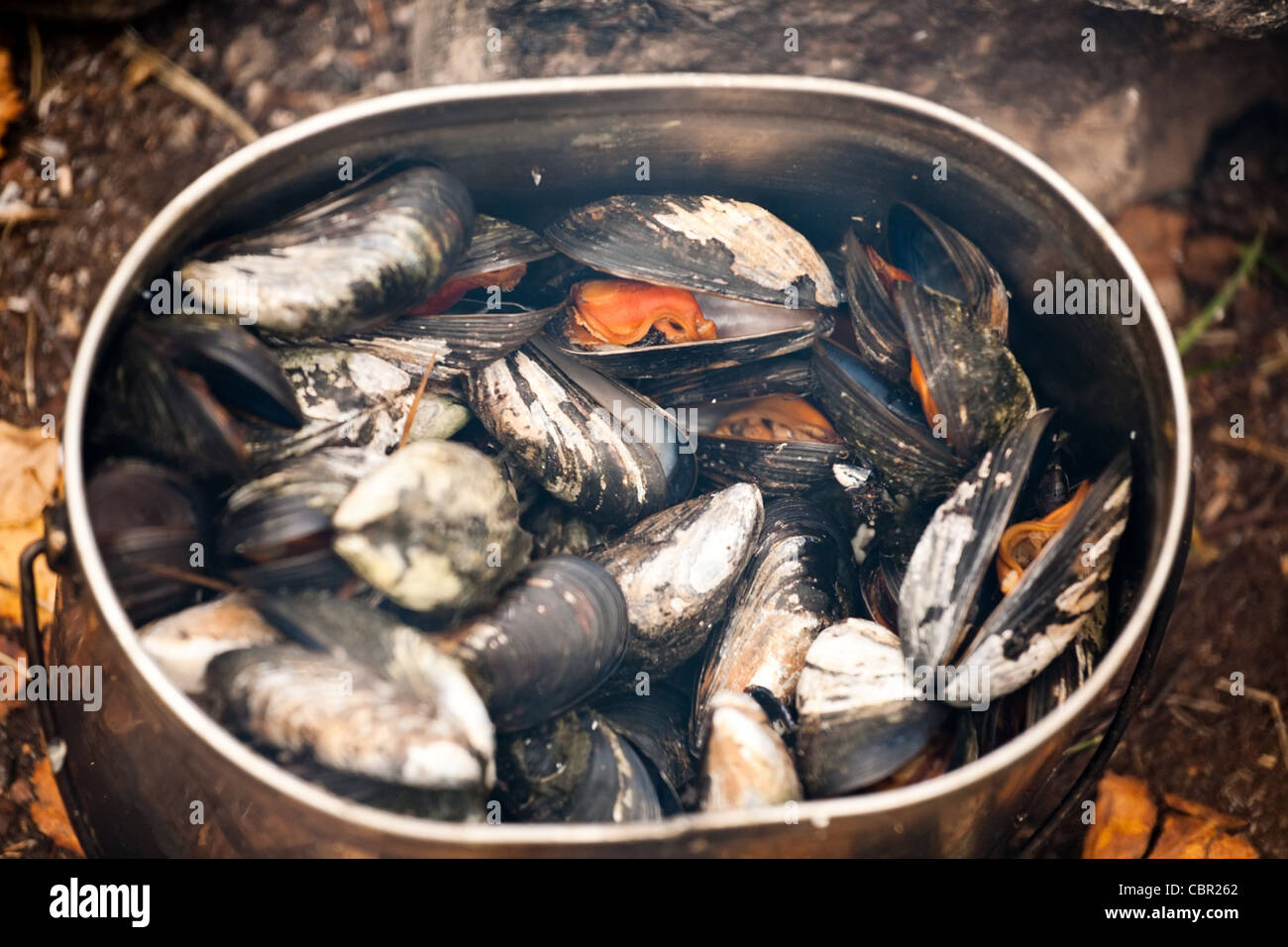 closeup pan full of mussels boiled in shells Stock Photo - Alamy